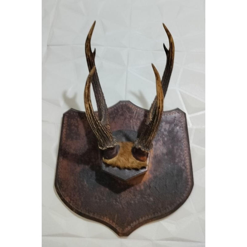 Wall Display Antique Rare Deer Antler ( Japan Surplus) | Shopee Philippines