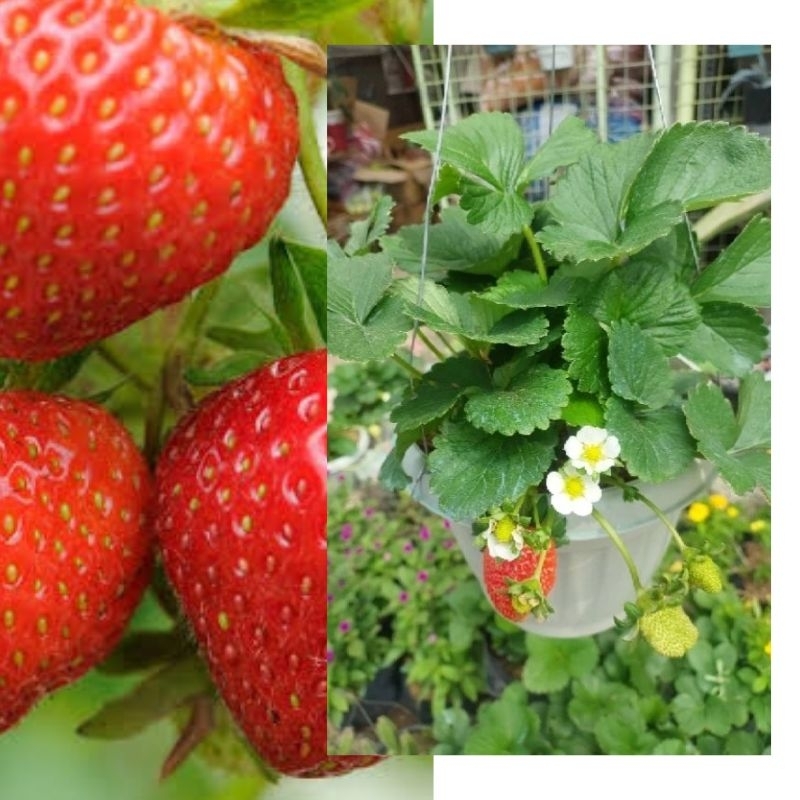 King Berry- Heat Resistant Strawberry- Garden Decorations- Semi Big ...