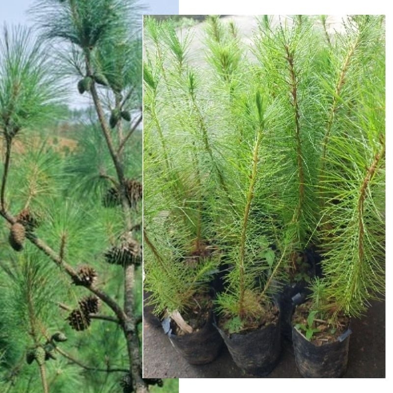 Pine Tree Seedlings Pine Tree Plant (7- 14 inches) Pinus Kesiya Variety ...