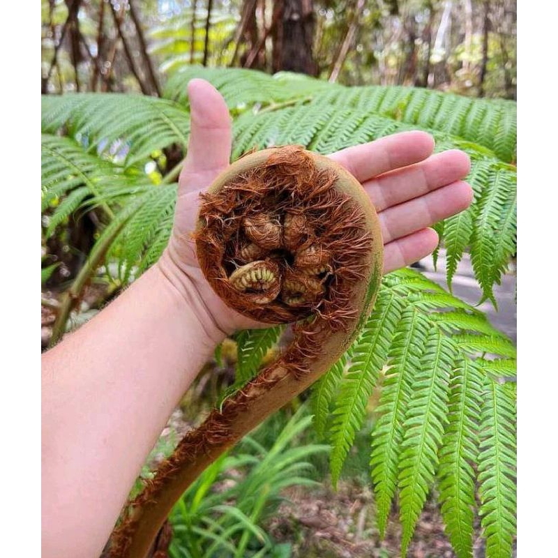 Giant Fern / King Fern Angiopteris evecta Sp | Shopee Philippines