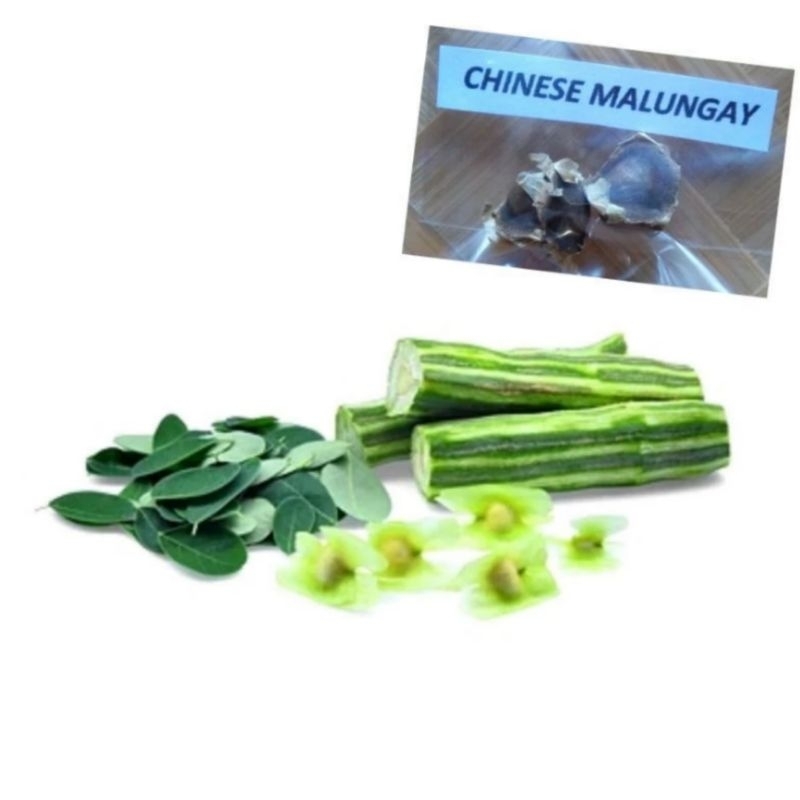 Chinese Malunggay Seeds (5Pcs/Pack) | Shopee Philippines
