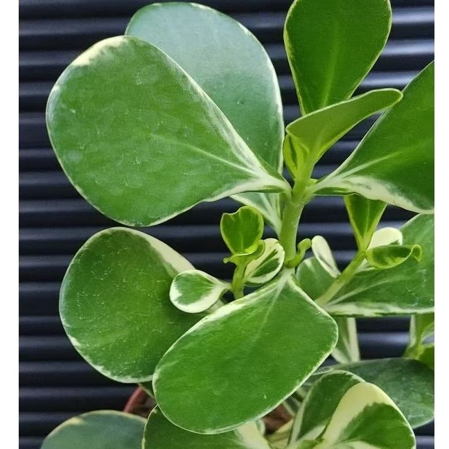 CLUSIA ROSEA VARIEGATED (AUTOGRPAH TREE) | Shopee Philippines
