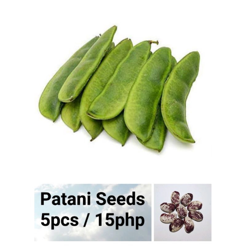 Patani/Lima Bean Seeds (5pcs) | Shopee Philippines