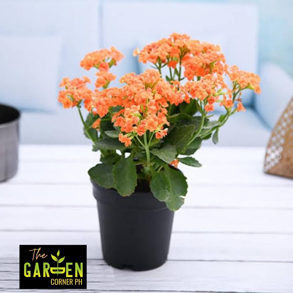 Florist Kalanchoe Orange Dawn (With Flower) with FREE plastic pot, and ...
