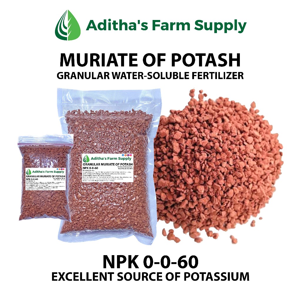 Granular Muriate of Potash Fertilizer (NPK 0-0-60) High in Potassium ...