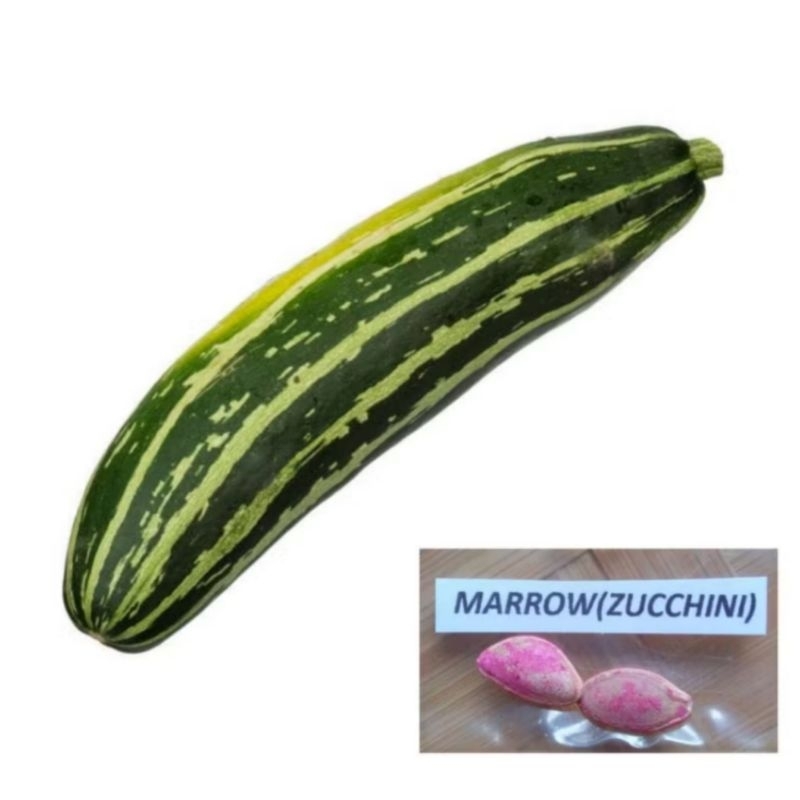 Marrow Zucchini Squash Seeds (2Pcs/Pack) | Shopee Philippines