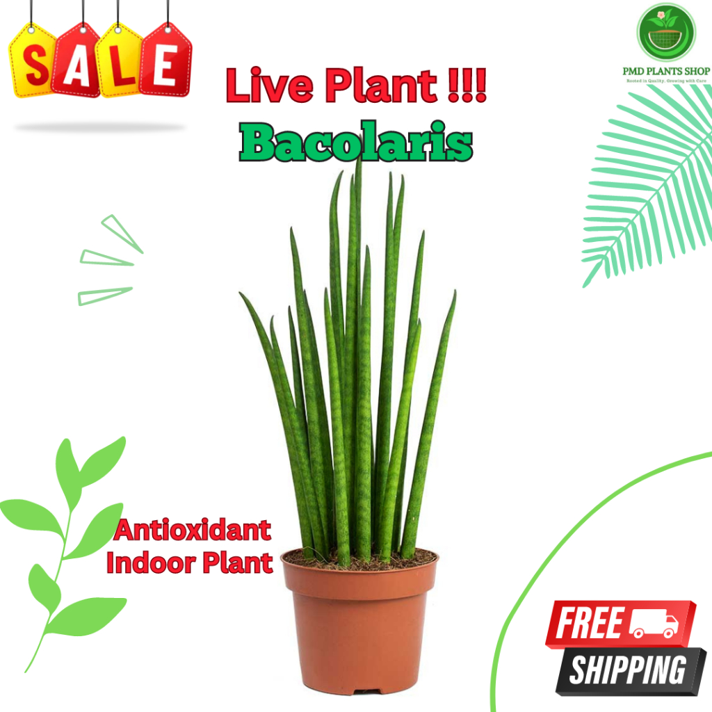 BACULARIS ANTIOXIDANT Indoor Plant - Anti-Radiation - for Giveaways ...