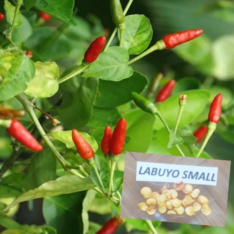 Sili Labuyo Seeds (7Pcs/Pack) | Shopee Philippines