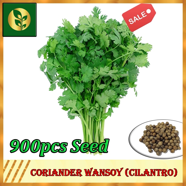 Coriander Wansoy Seeds | Cilantro Seeds | Golden Plant and Seed Store ...