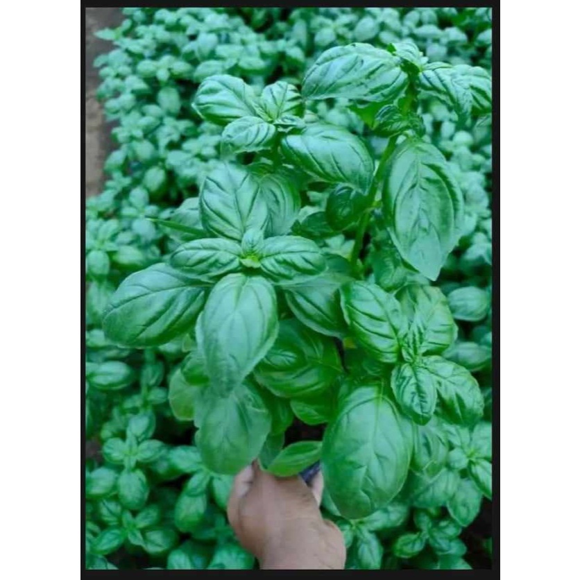 Sweet Basil - Free garden soil - GNG | Shopee Philippines