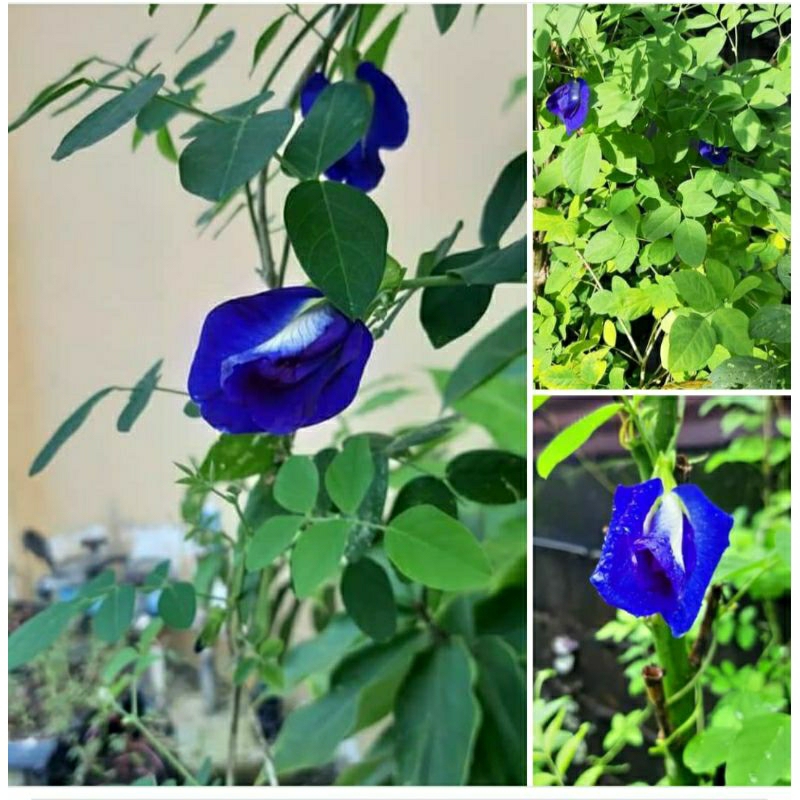 Shop blue ternate for Sale on Shopee Philippines