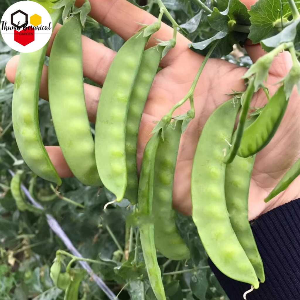 SNOW PEA seeds- ( 20 seeds ) Sitsaro seeds/ Chinese Pea / Snow Peas ...