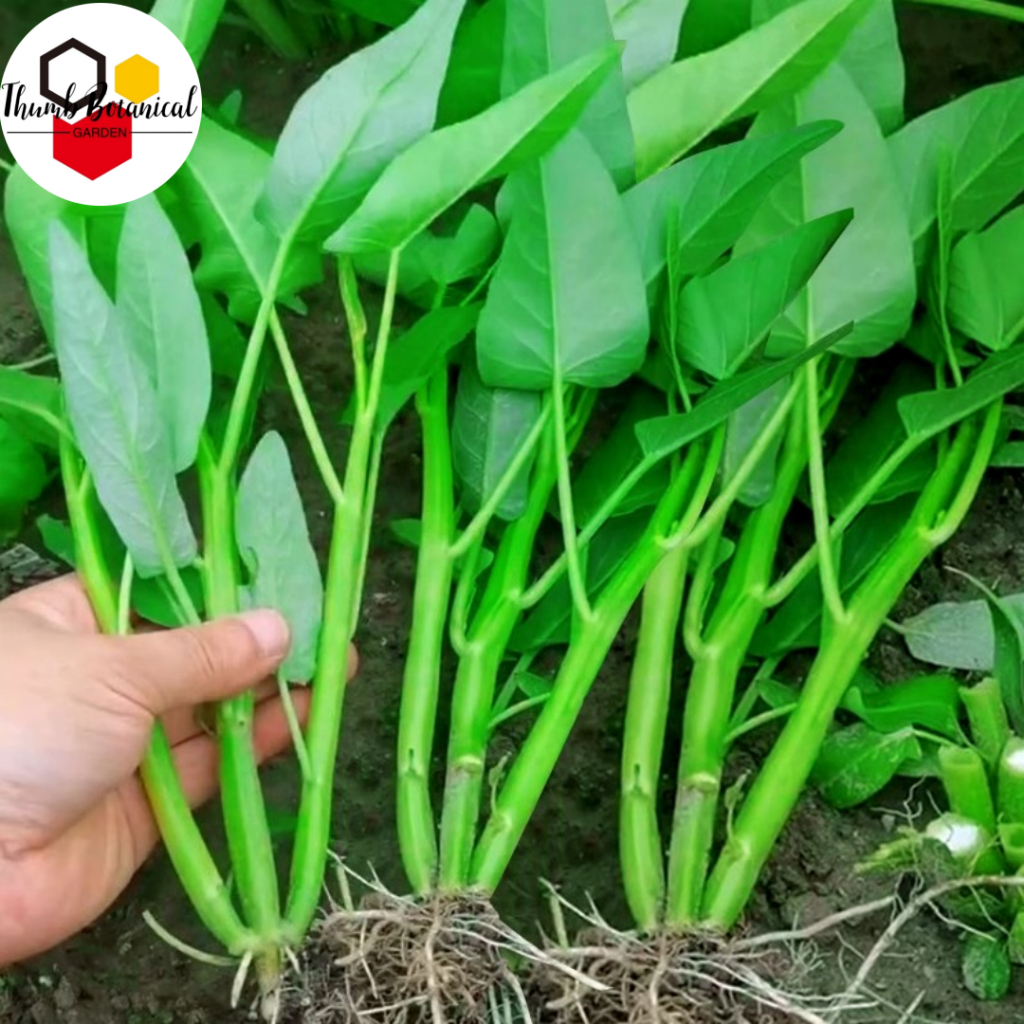 Chinese Kangkong Seeds /（100seeds） Upland Kang kong / Water Spinach ...