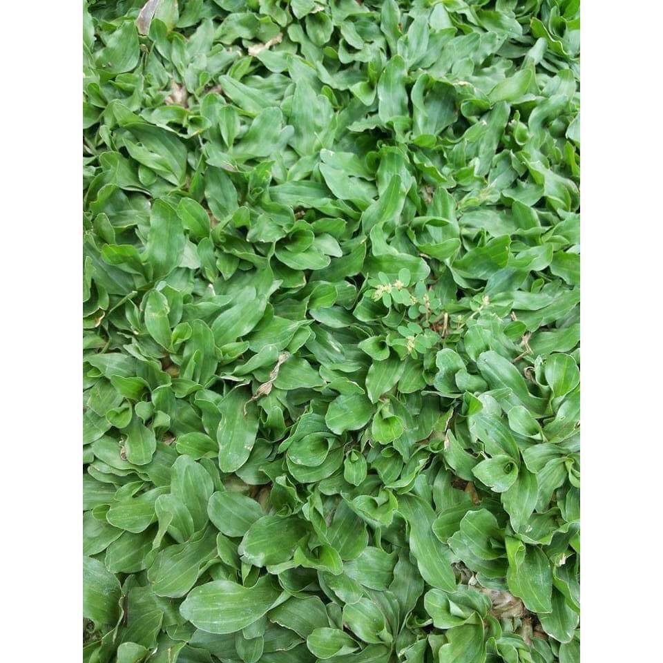 Frog Grass, Blue Grass, Carabao Grass (Live Plant) Best for Landscaping ...