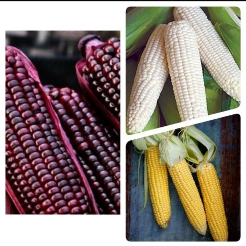 3 in 1 Starter pack Corn seeds / Sweet corn/ purple Corn/Mais Lagkitan ...