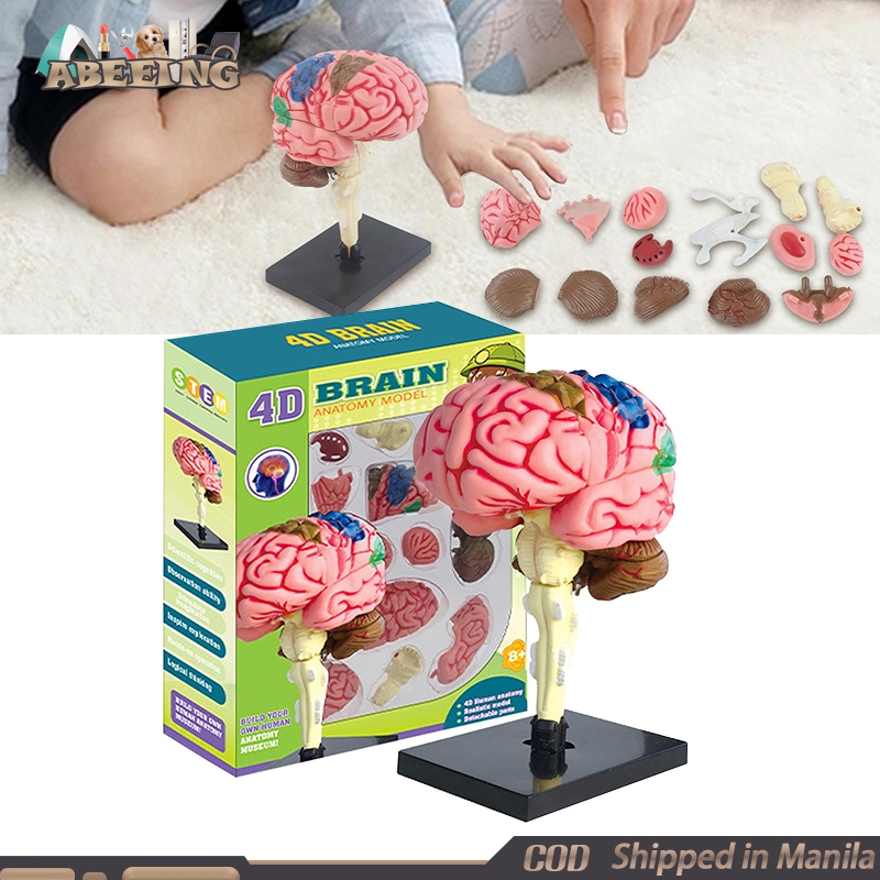 Brain Model for Neuroscience Teaching Kids Learning DIY Toy | Shopee ...