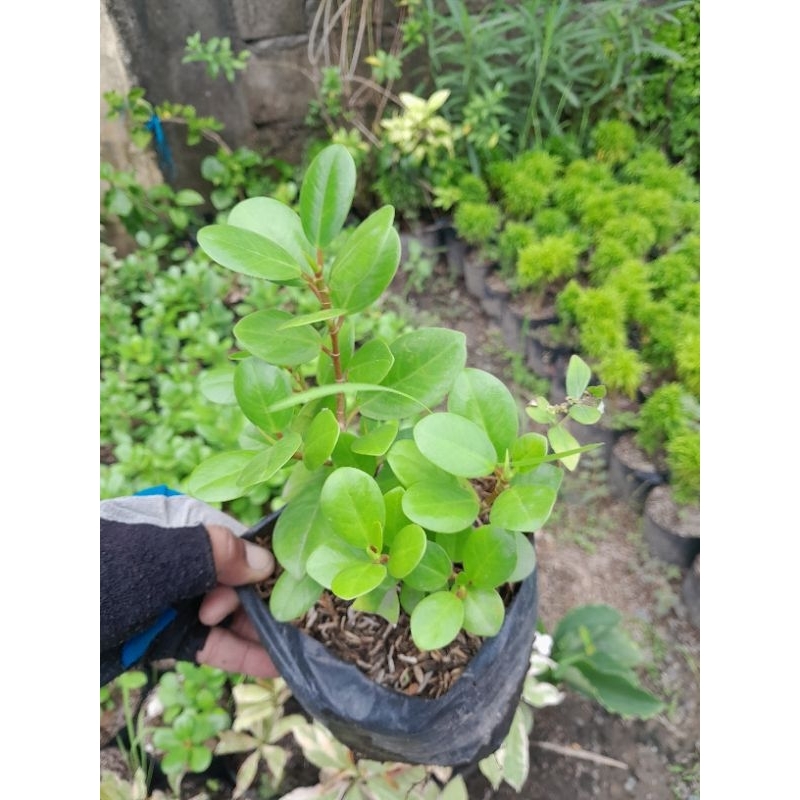 FICUS NANA LIVE PLANT | Shopee Philippines