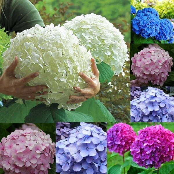 20seeds/pack Hydrangea Flower Seeds Mixed Variety Hydra Flowers Seed ...