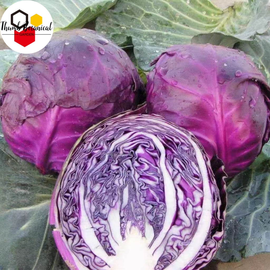 100 seeds/pack Purple Red Cabbage Repolyo Vegetable Seeds-Purple ...