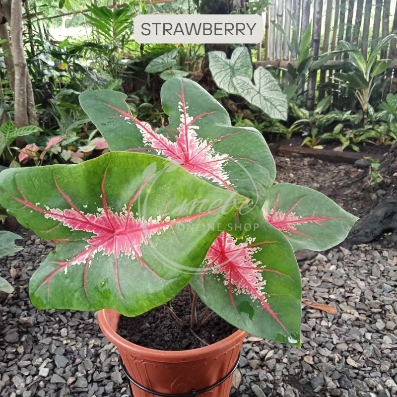 Caladium Varieties Bulbs (Luzon only) | Shopee Philippines