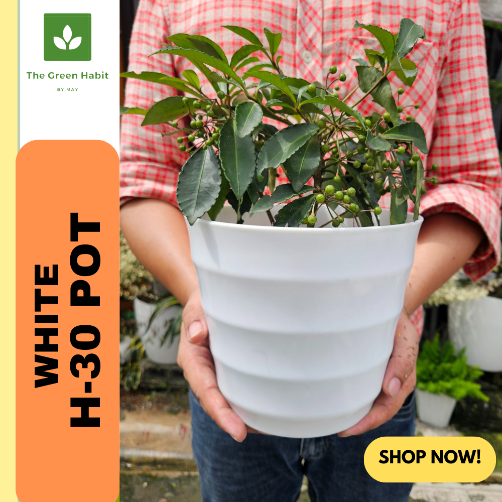H-30 POT Elegant Pot for Plants: Enhance Your Greenery in Style Indoor ...