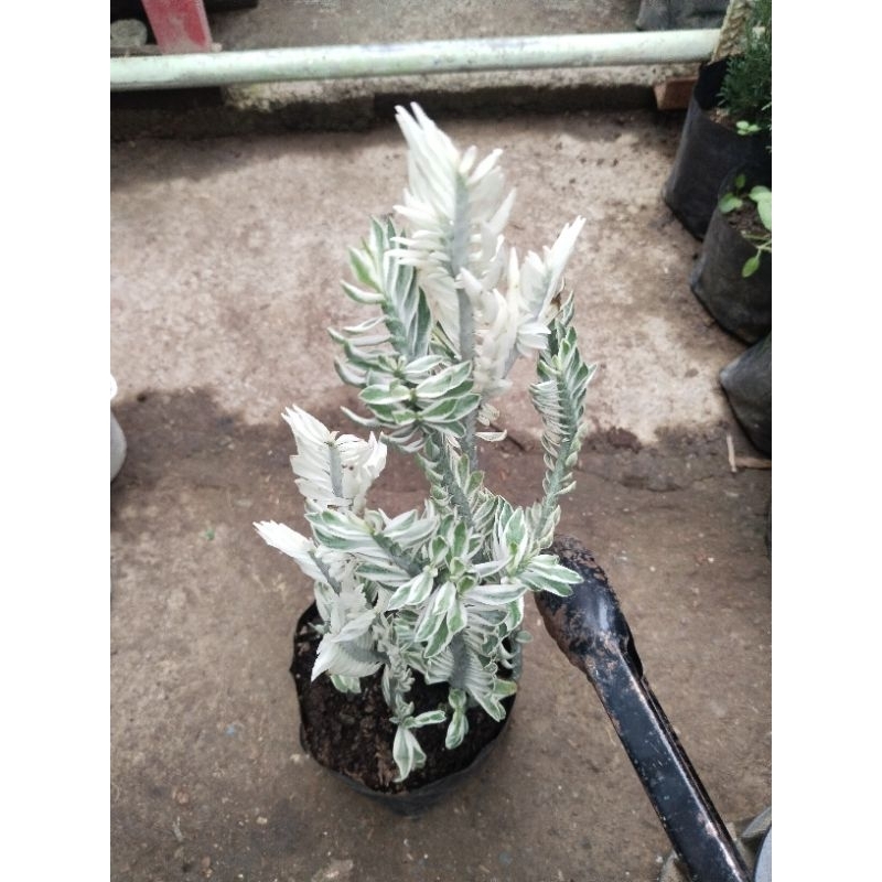 Euphorbia Pedilanthus Variegated /Rare Type (Devil's Backbone) | Shopee ...