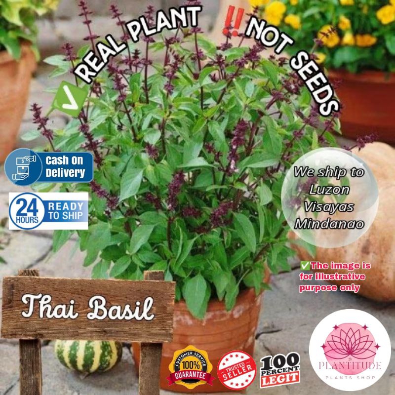 Thai Basil Live Plant Seedling Real Plant | Shopee Philippines