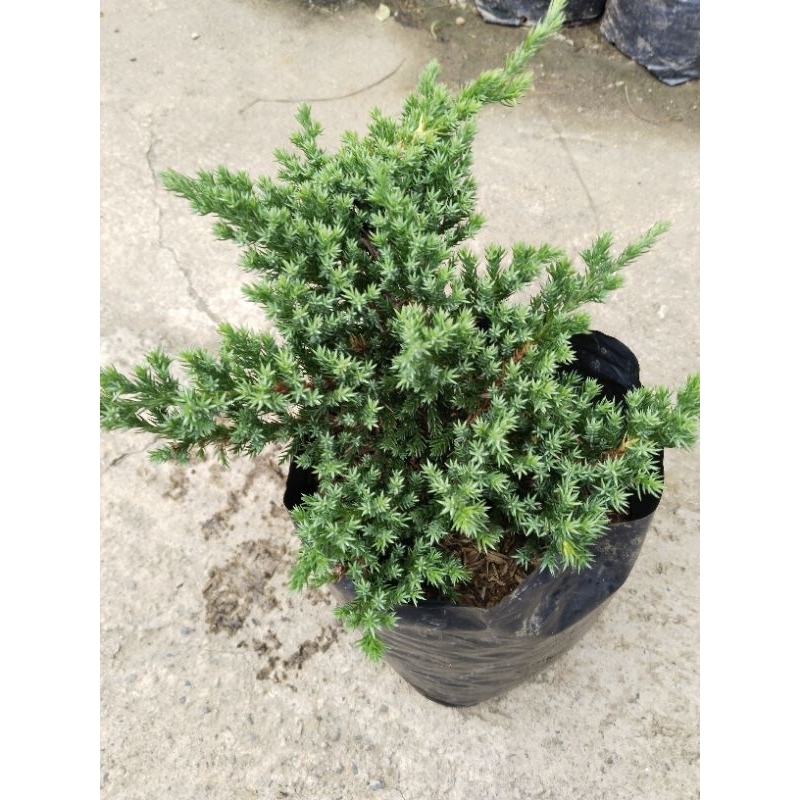 Creeping Juniper Bonsai | Shopee Philippines
