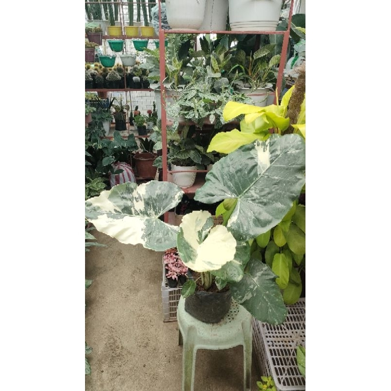 ALOCASIA ALBO COLLECTION(NICE VARIEGATION) | Shopee Philippines
