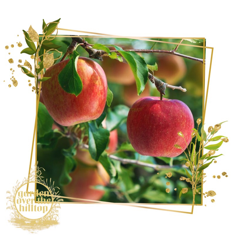 philippine fuji nz gala apple mansanas seeds high germination rate ...