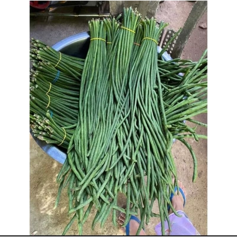 Sitao Makisig Long/ Sitaw Seeds Certified Seeds yard long high ...