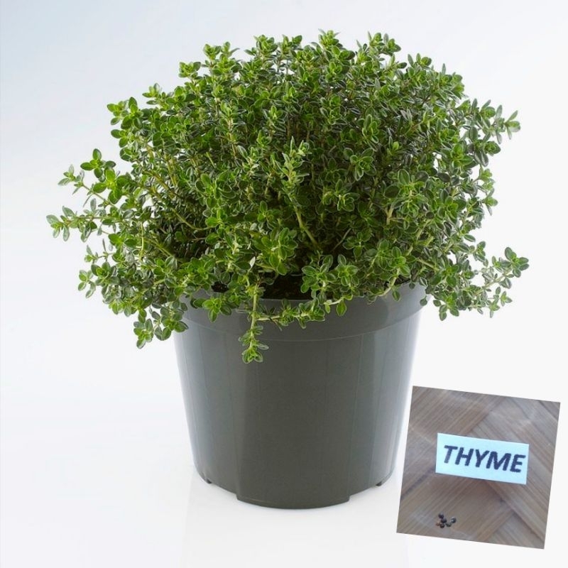 Thyme Seeds (3Pcs/Pack) | Shopee Philippines