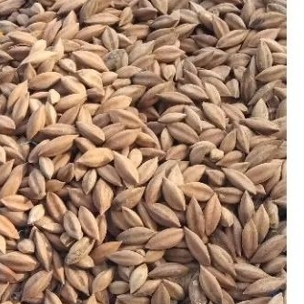 Pili Nuts with shell | Shopee Philippines