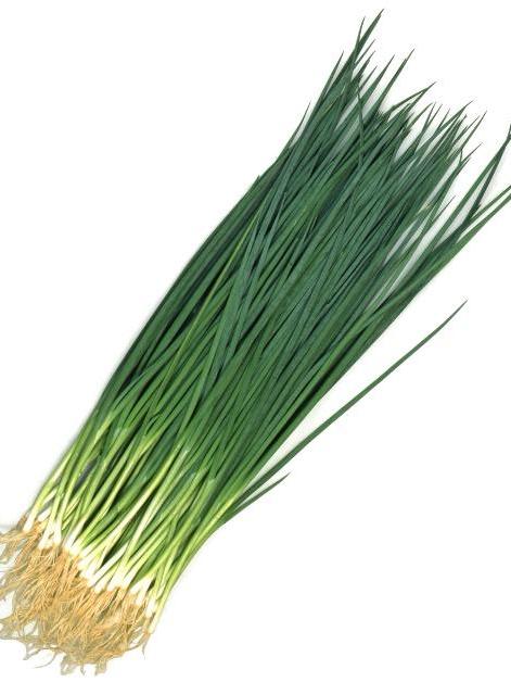 SPRING ONION/DAHON NG SIBUYAS Seeds High quality vegetable seeds ...