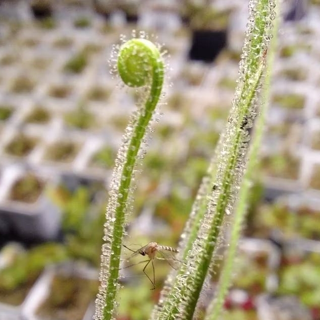 Drosera Filiformis Green ( potted / carnivorous / sundew / seedling ...