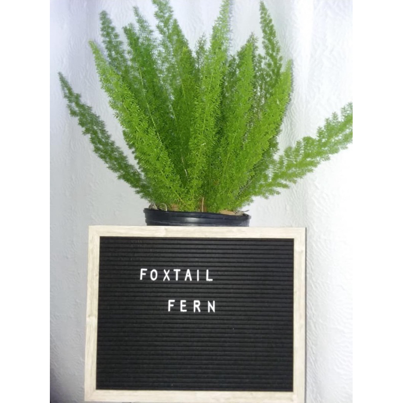 FOXTAIL FERN ( ROOTED ) | Shopee Philippines