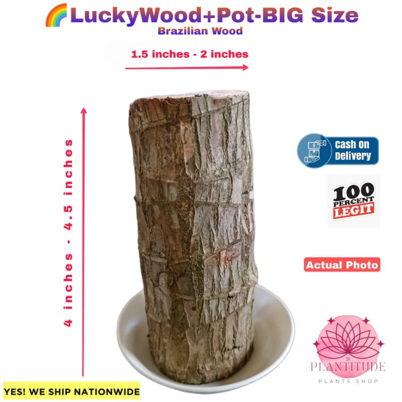 BIG Money Tree Wood Indoor Hydroponic Seedling‼️Not Seeds Brazilian ...