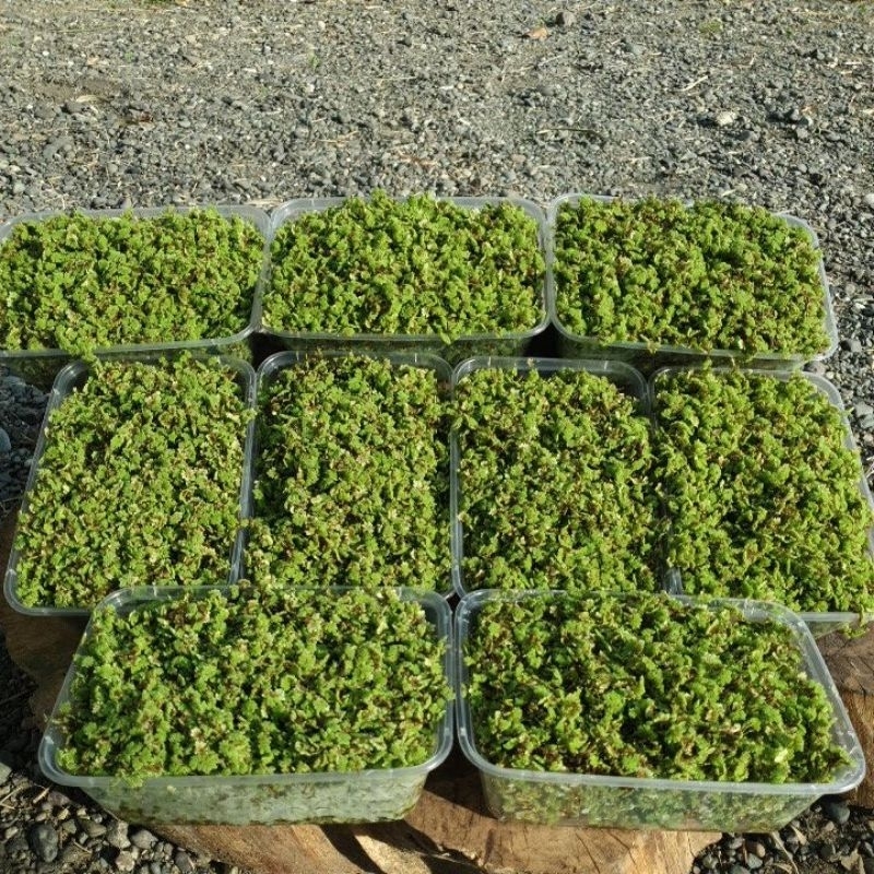 AZOLLA AQUATIC PLANTS (100 PESOS PER 750 mL TUB) | Shopee Philippines
