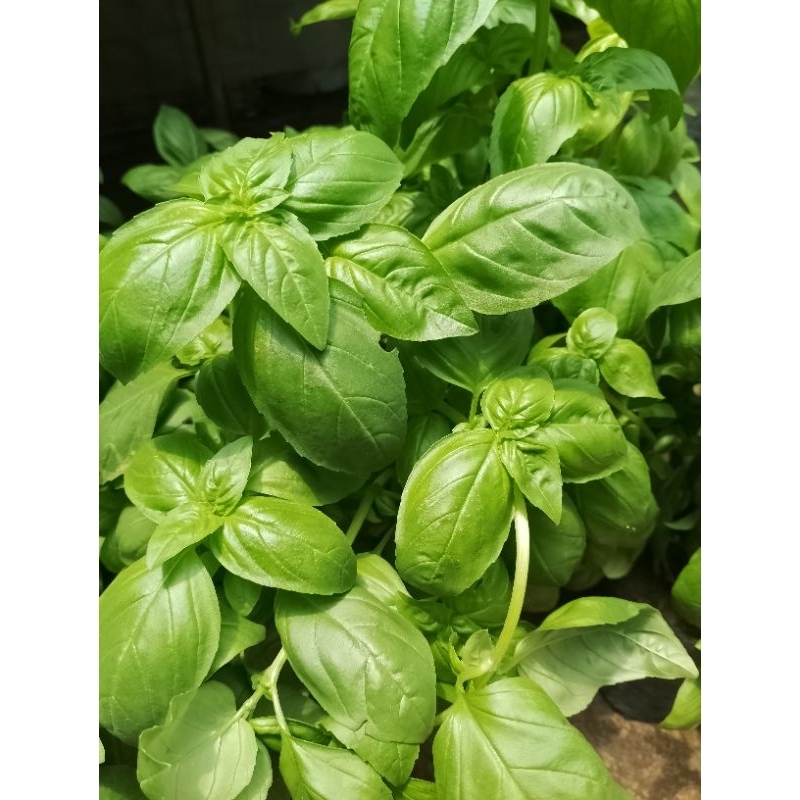 sweet Basel ( herb plants) | Shopee Philippines