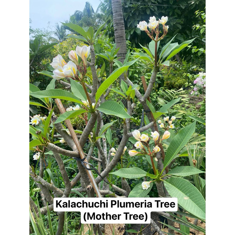 4FT - 5FT KALACHUCHI WITH FLOWER SCENTED | Shopee Philippines