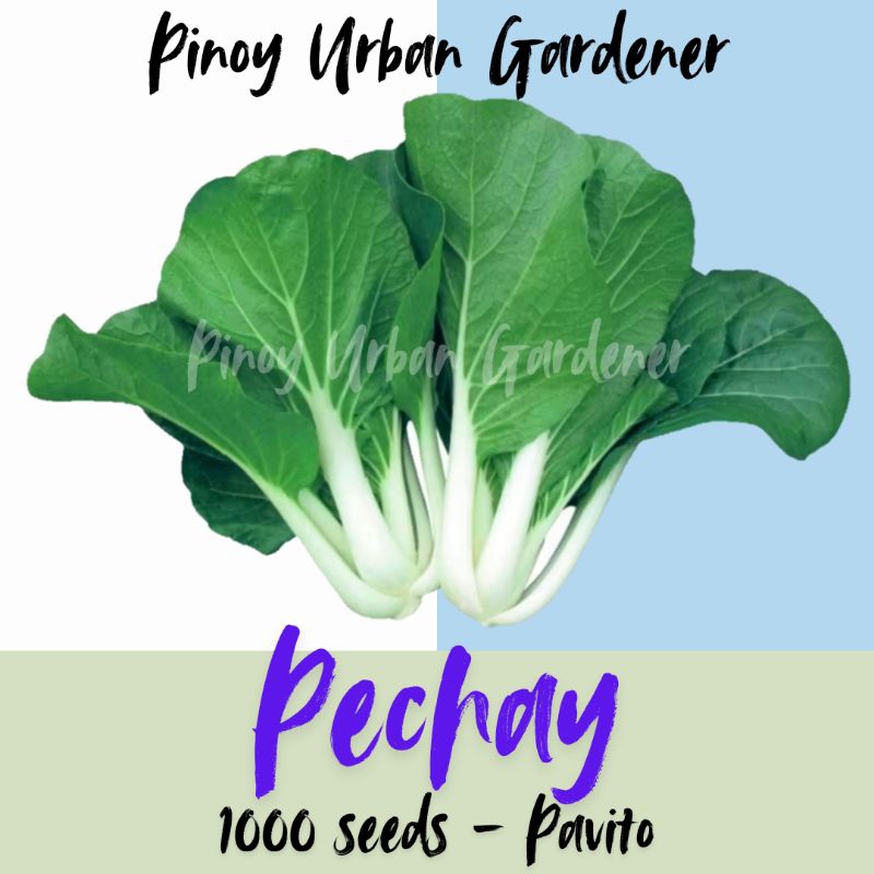 HIGH GERMINATION PECHAY SEEDS ( 1k Seeds - 6k Seeds) | Shopee Philippines
