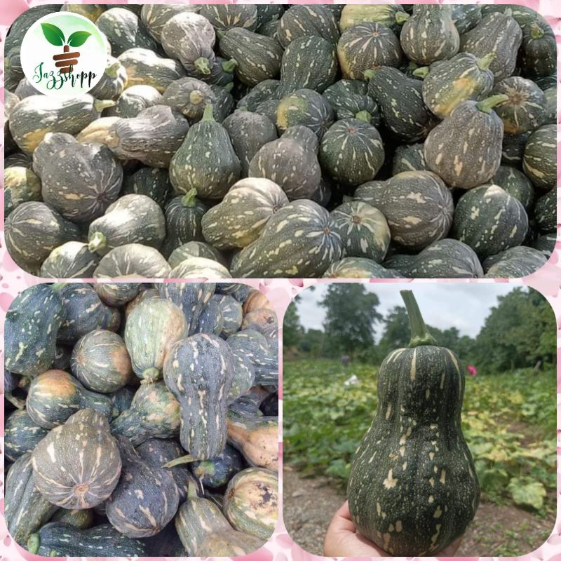Sopia F1 Kalabasa Haba Seeds Lagkitan/ Sopia Squash Seeds For planting ...