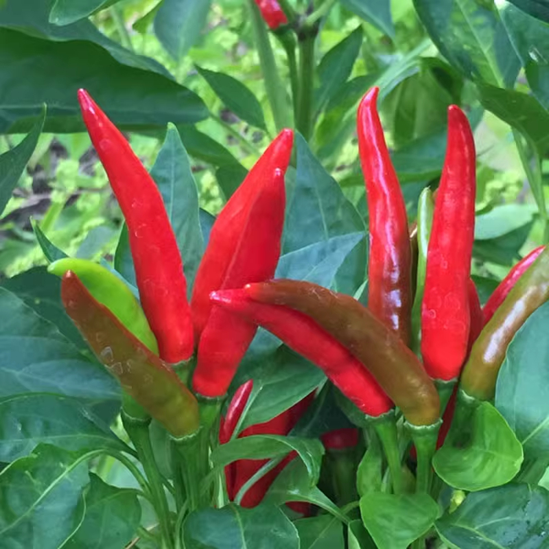 Siling Labuyo Seeds for Planting Vegetable Plants (100 seeds) F1 Hybrid ...