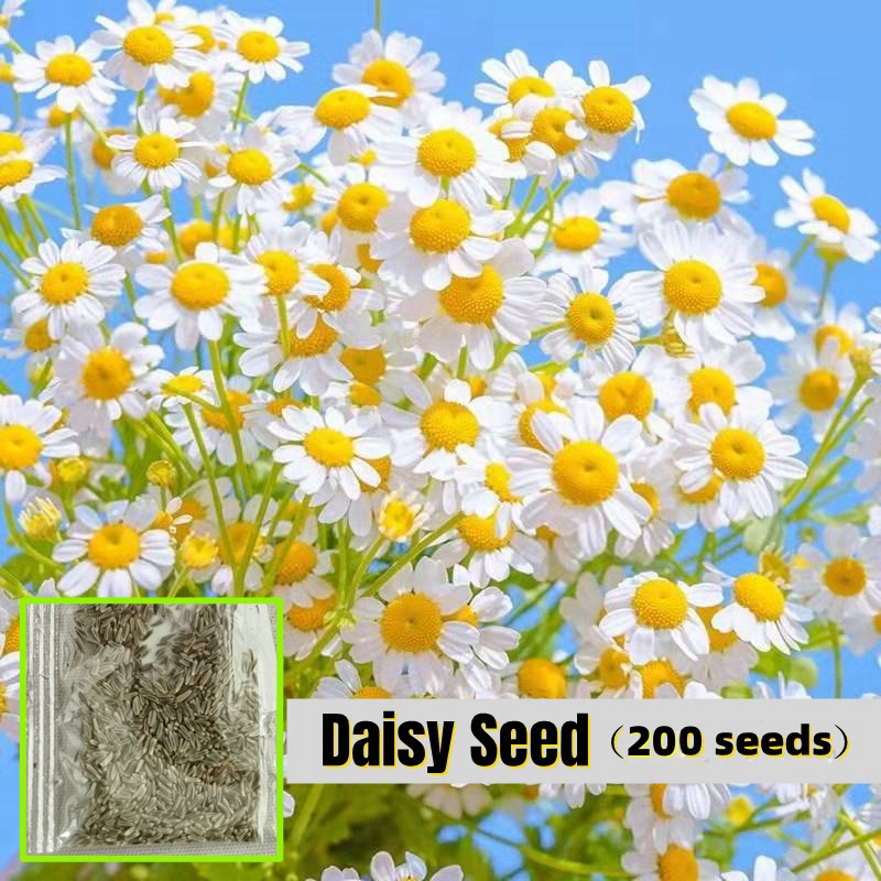 Daisy Flower Seeds (White)- (200 seeds/pack ) Multi Stem Shasta Daisy ...