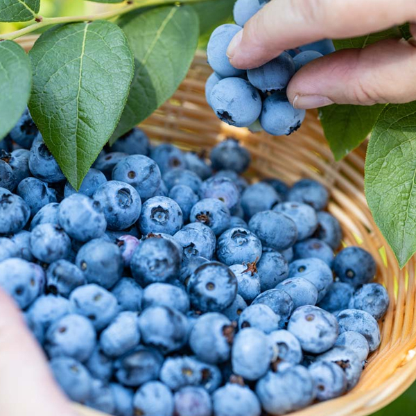 Blueberry Seeds - Fruit Seeds - Rare Fruit Seeds - Heirloom Fruit Seeds ...