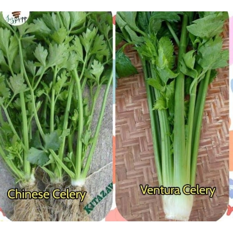 Chinese Celery/Ventura Celery Kinchay for Planting(Approx100Seeds ...