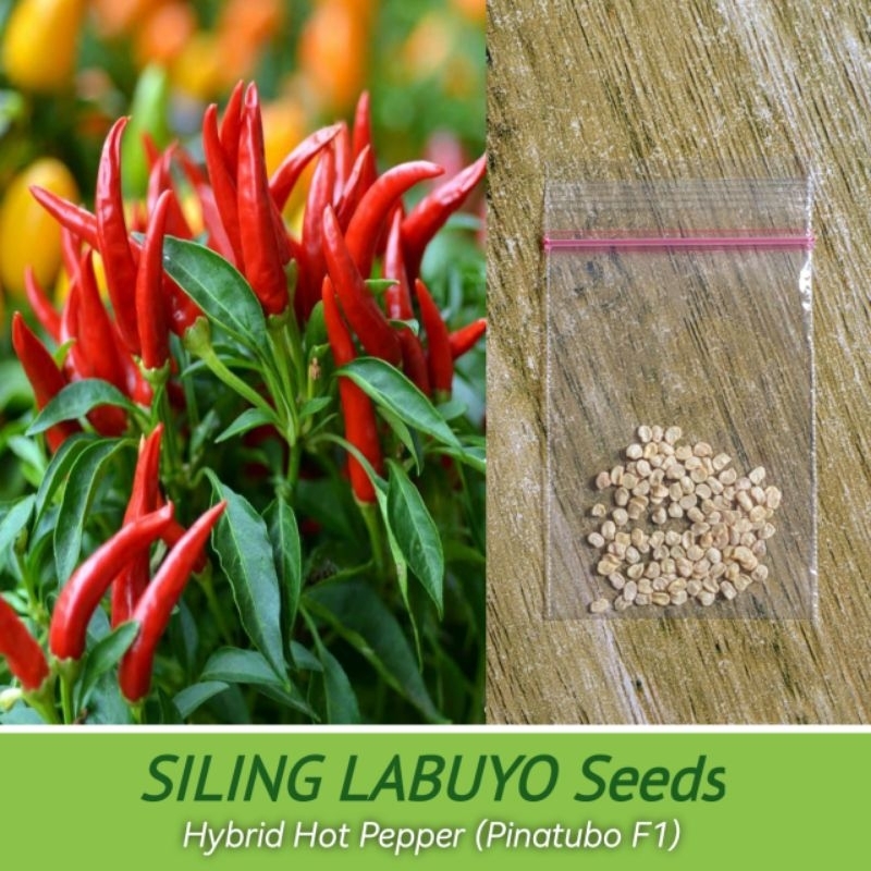 SILING LABUYO Seeds - Pinatubo F1 | Shopee Philippines
