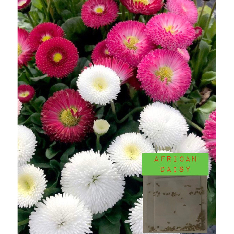 African Daisy Flower Seeds High germination Home Outdoor Garden ...