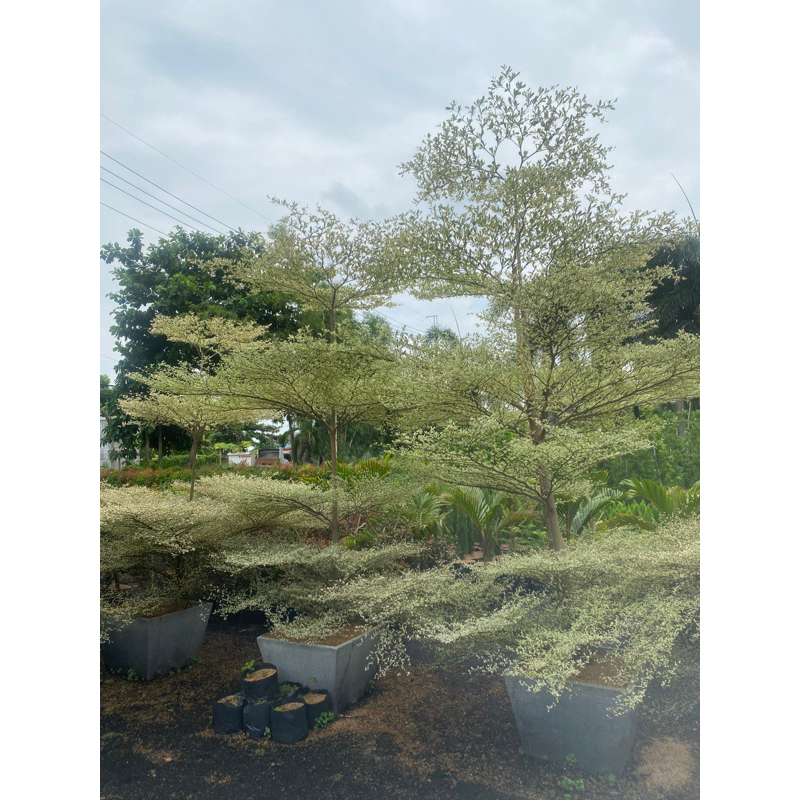 VARIEGATED AFRICAN TALISAY WITH GARDEN SOIL | Shopee Philippines