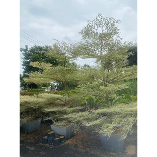 african talisay plants - Best Prices and Online Promos - Jan 2026 ...
